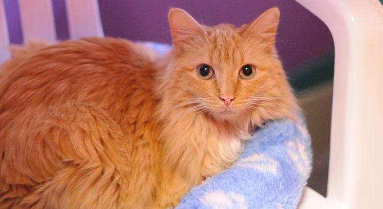 Cat Association of Topeka – Meow Spoken Here for 35 Years!