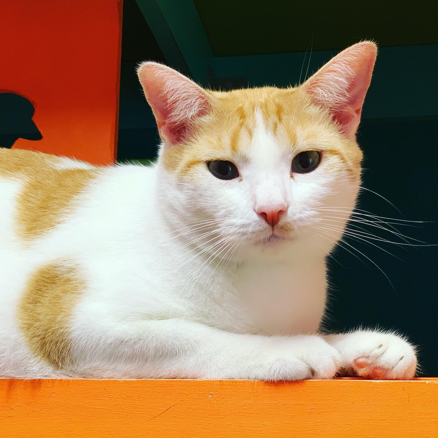 Contact – Cat Association of Topeka