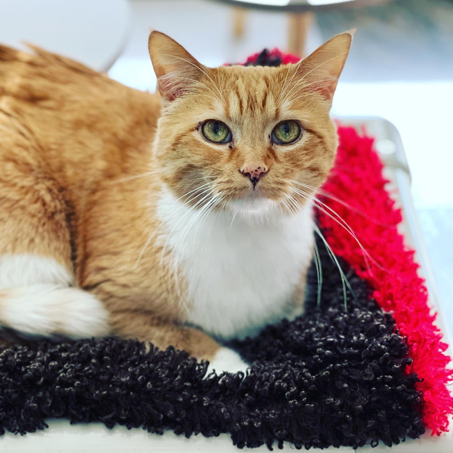 So You Want To Adopt? – Cat Association of Topeka