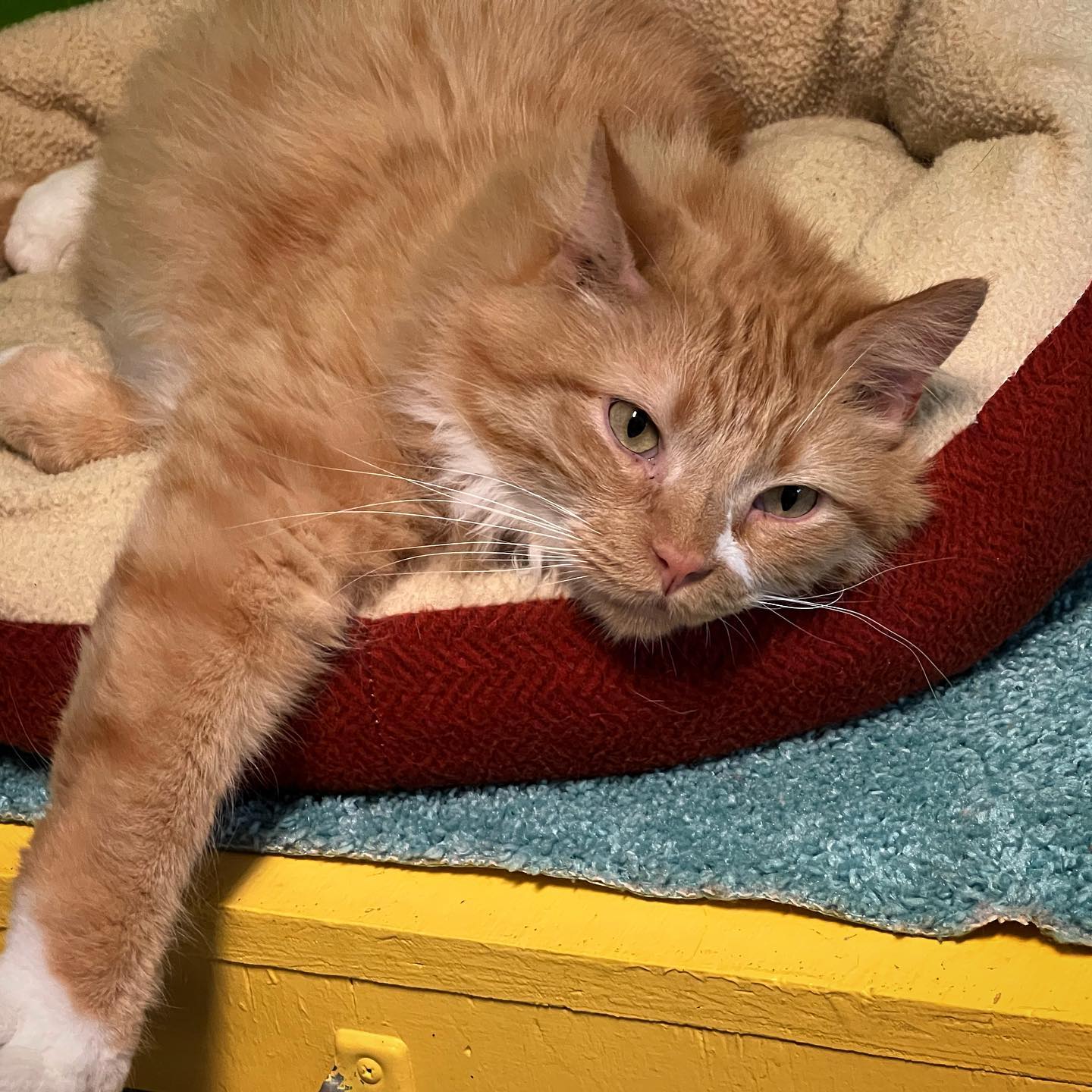 Adoption Fees – Cat Association of Topeka