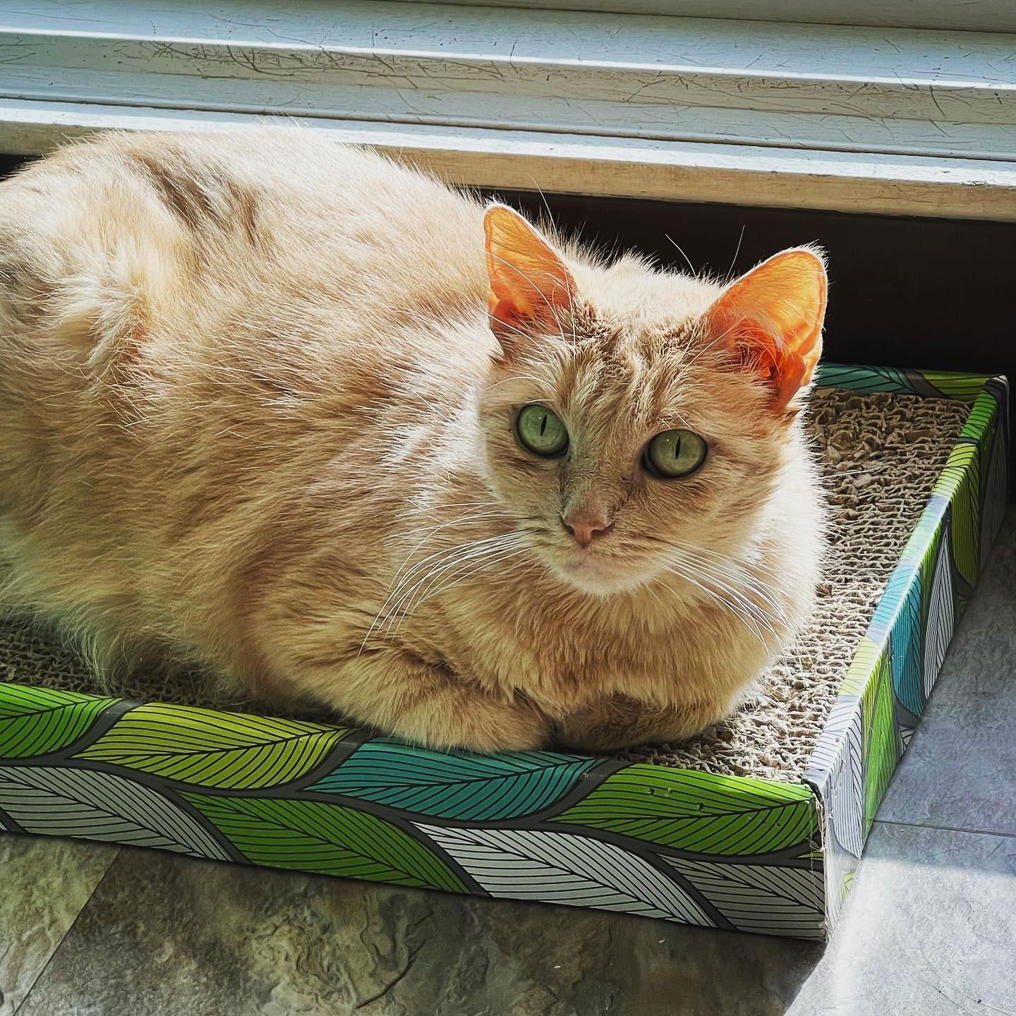 Adoption Process – Cat Association of Topeka