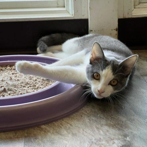 Sponsor a Cat – Cat Association of Topeka