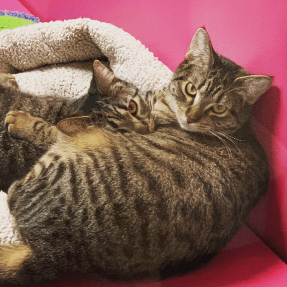 Available Cats – Cat Association of Topeka