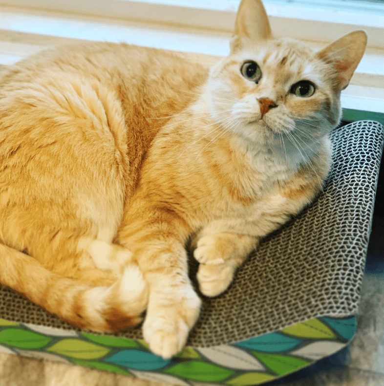 Donate – Cat Association of Topeka