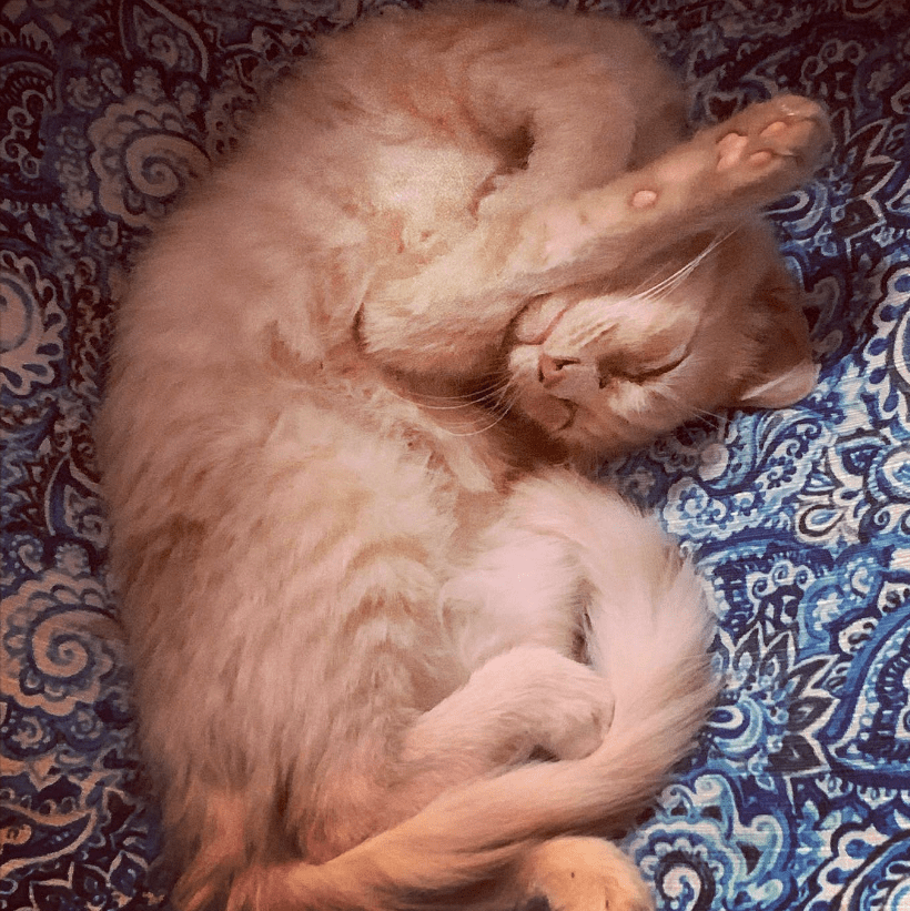 Surrender Your Pet – Cat Association of Topeka