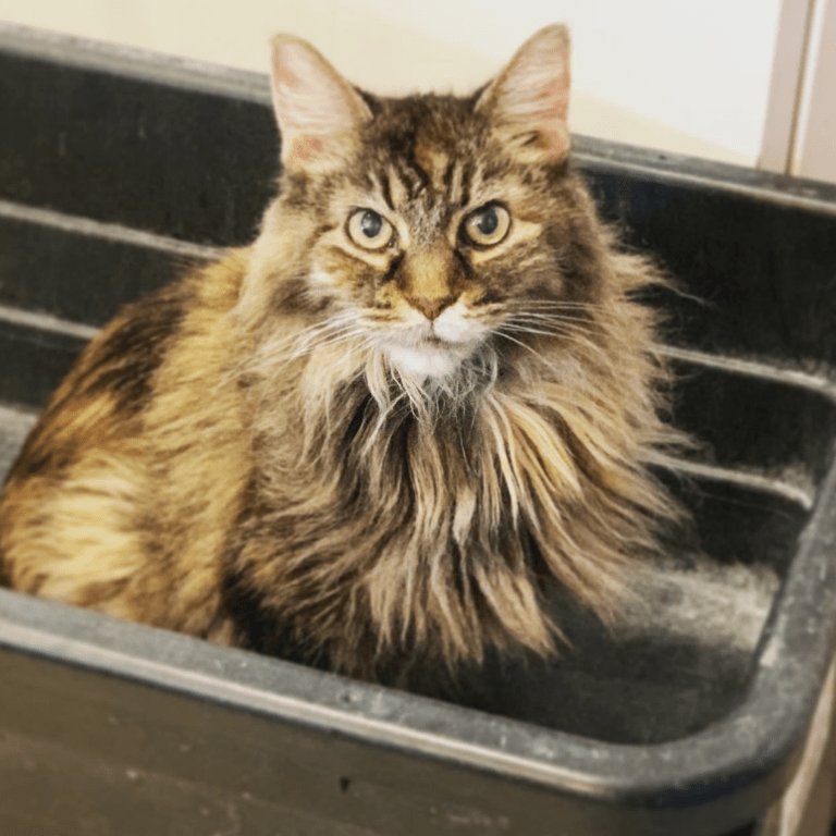 Resources – Cat Association of Topeka
