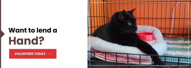 Cat Association of Topeka – Meow Spoken Here for 35 Years!